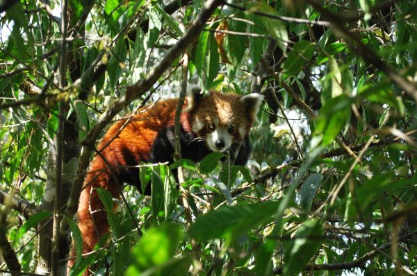 ECOCLUB.com Awards 2010: Project D - Red Panda Network, Nepal